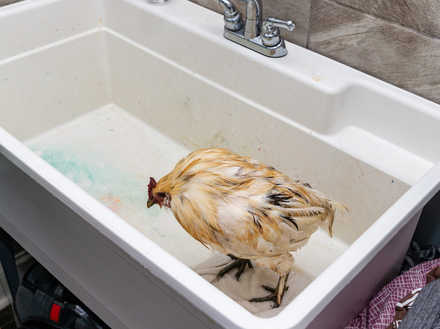 Grooming and Bathing Chickens for a Poultry Show - Backyard Poultry